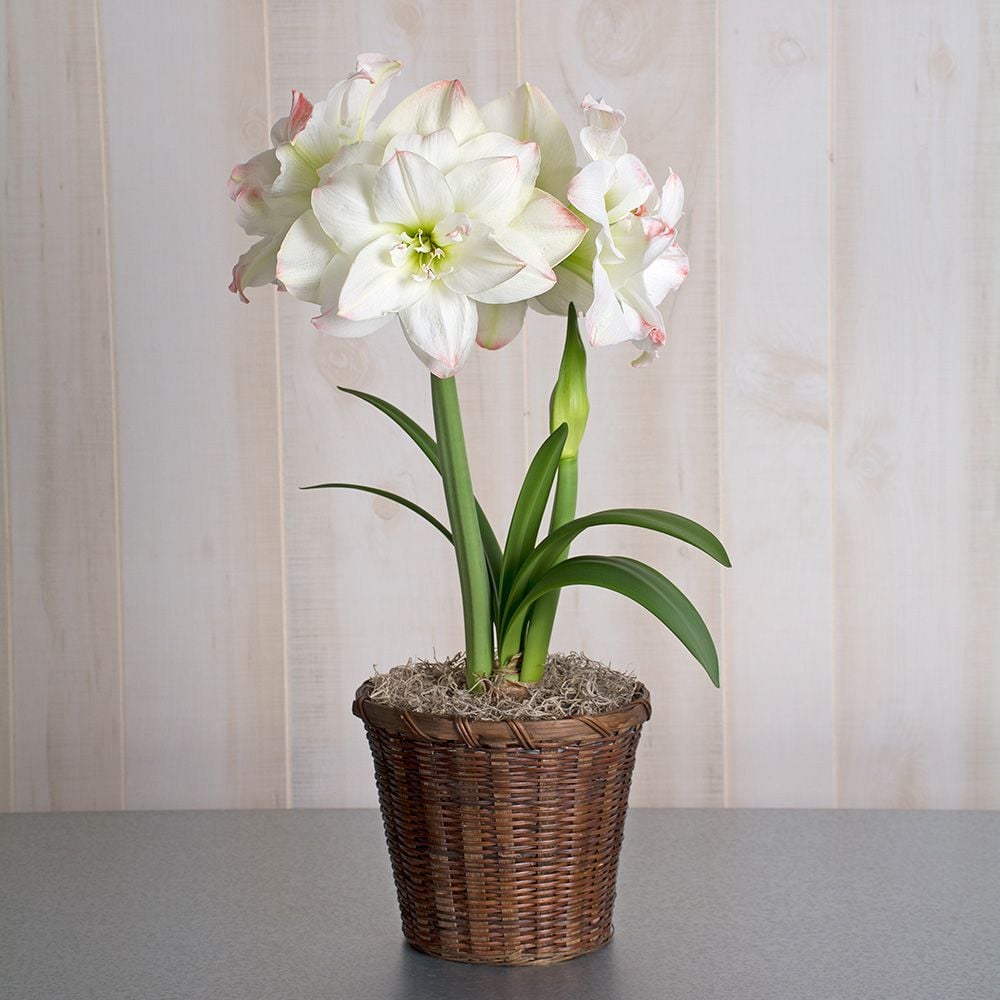 Amaryllis Candy Amadeus | White Flower Farm