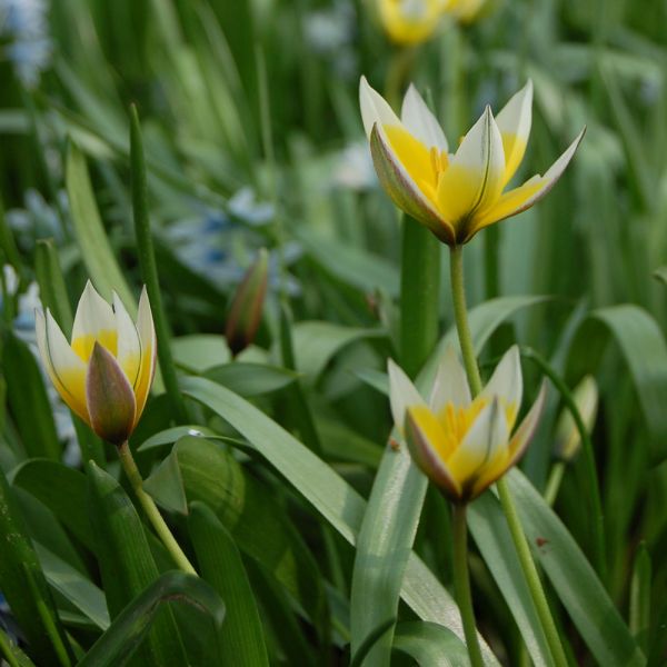 Tulip turkestanica | White Flower Farm