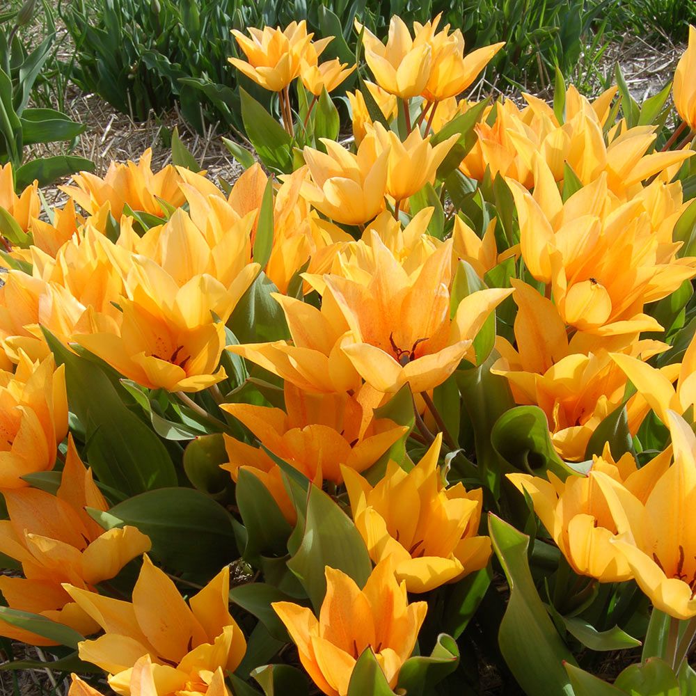 Tulip praestans 'Shogun' | White Flower Farm