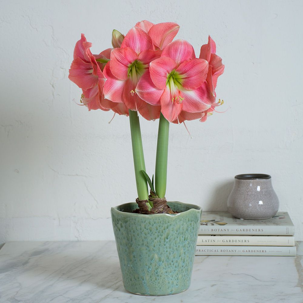Amaryllis Rosalie | White Flower Farm