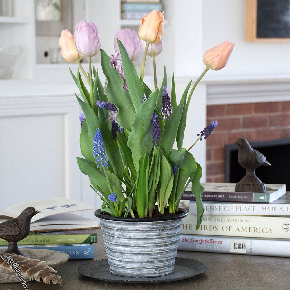 Pastel Perfection Bulb Collection | White Flower Farm