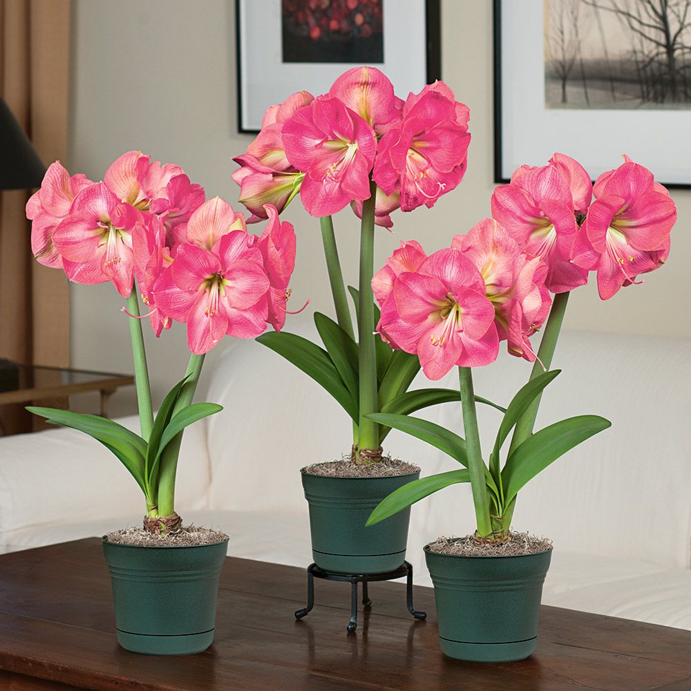 Pink Amaryllis to 3 Different Addresses | White Flower Farm