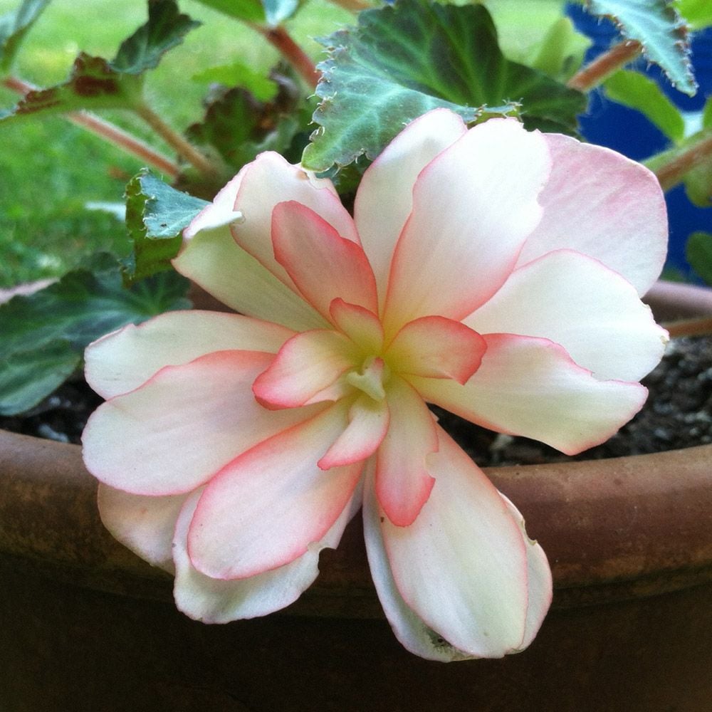 Begonia 'Unbelievable Miss Montreal' | White Flower Farm