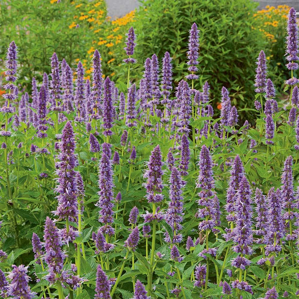 Agastache 'Blue Fortune' | White Flower Farm