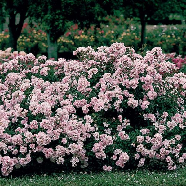 Rose Bonica® | White Flower Farm