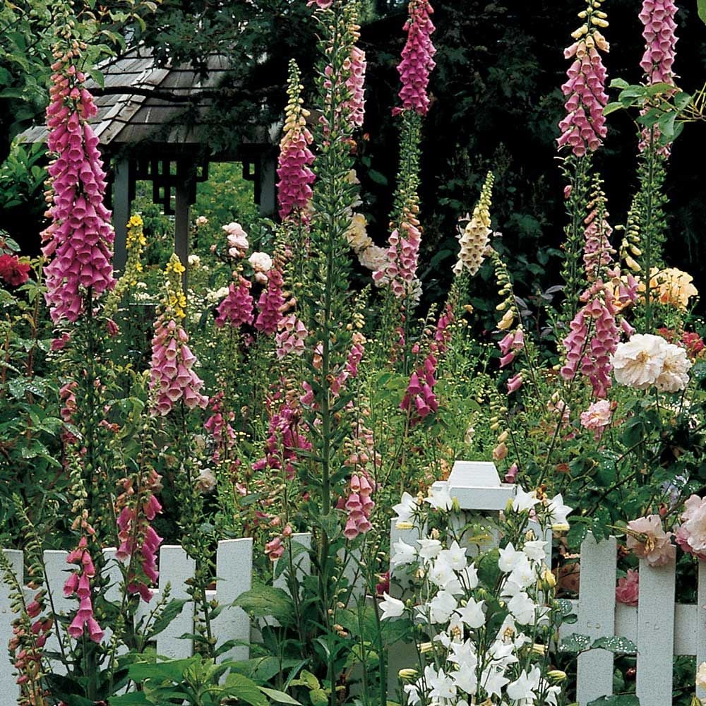 Digitalis purpurea Excelsior Hybrids | White Flower Farm