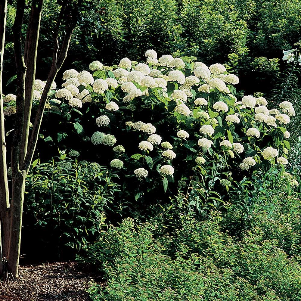 Hydrangea arborescens Annabelle | White Flower Farm