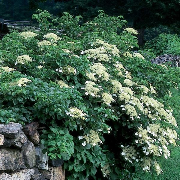 Hydrangea anomala subsp. petiolaris | White Flower Farm