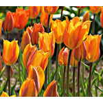 Buy Top-quality Dutch Tulip Bulbs at White Flower Farm