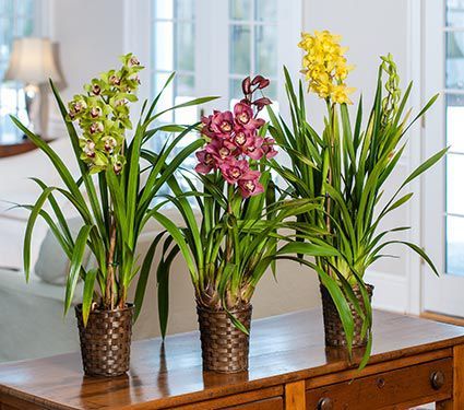 Cymbidiums | White Flower Farm