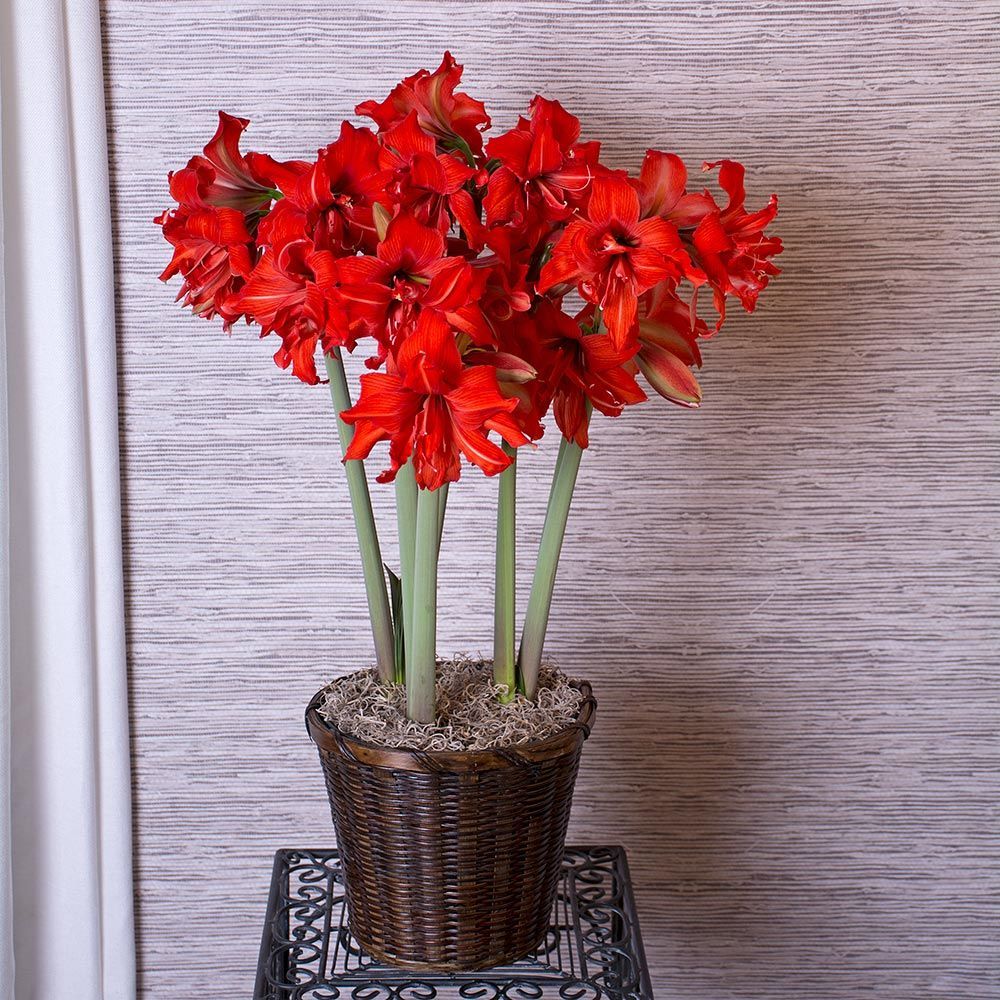 Red Amaryllis | White Flower Farm
