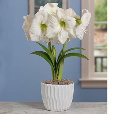 Amaryllis by Color | White Flower Farm