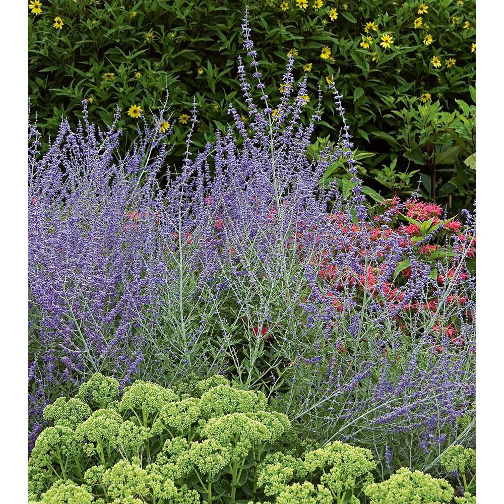 Perovskia atriplicifolia | White Flower Farm