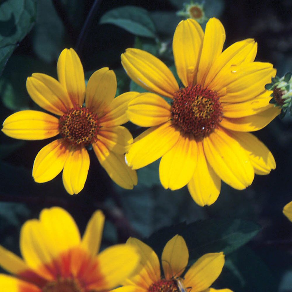 Heliopsis helianthoides 'Prairie Sunset' | White Flower Farm