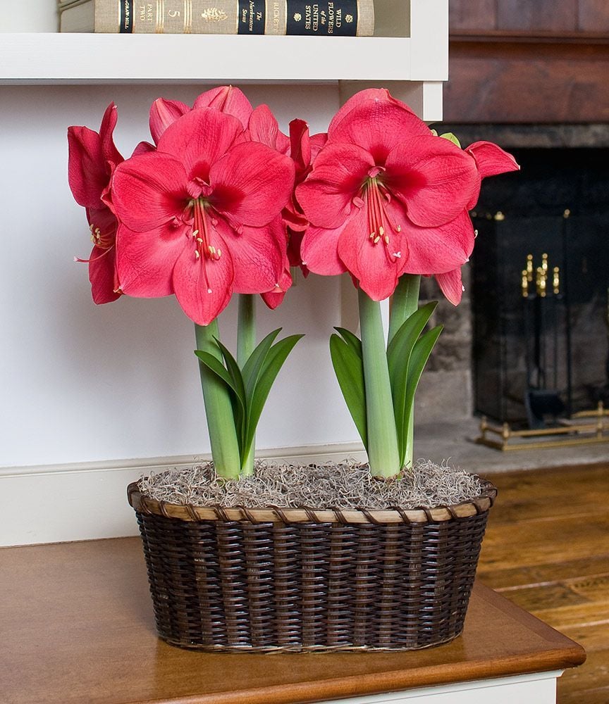 Pink Amaryllis | White Flower Farm