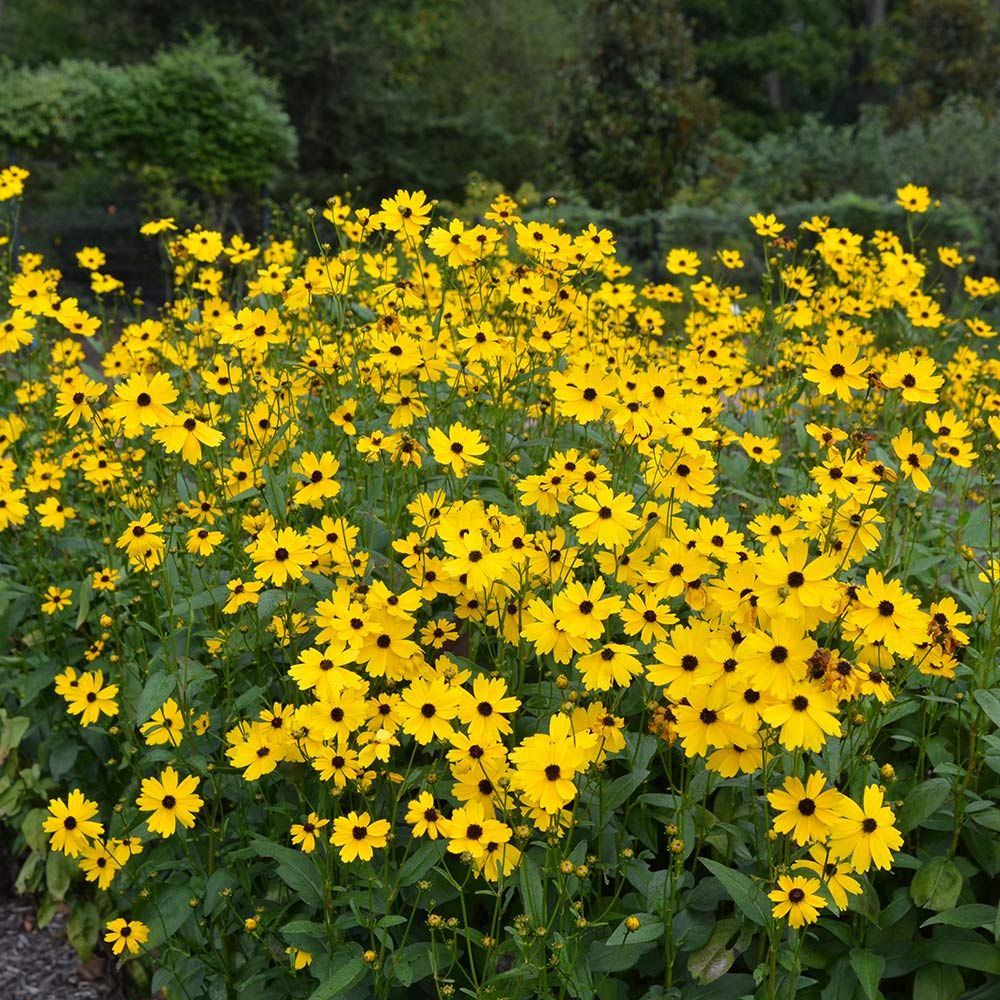 Coreopsis palustris 'Summer Sunshine' | White Flower Farm
