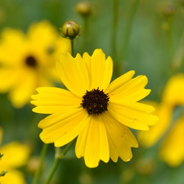 Coreopsis palustris 'Summer Sunshine' | White Flower Farm