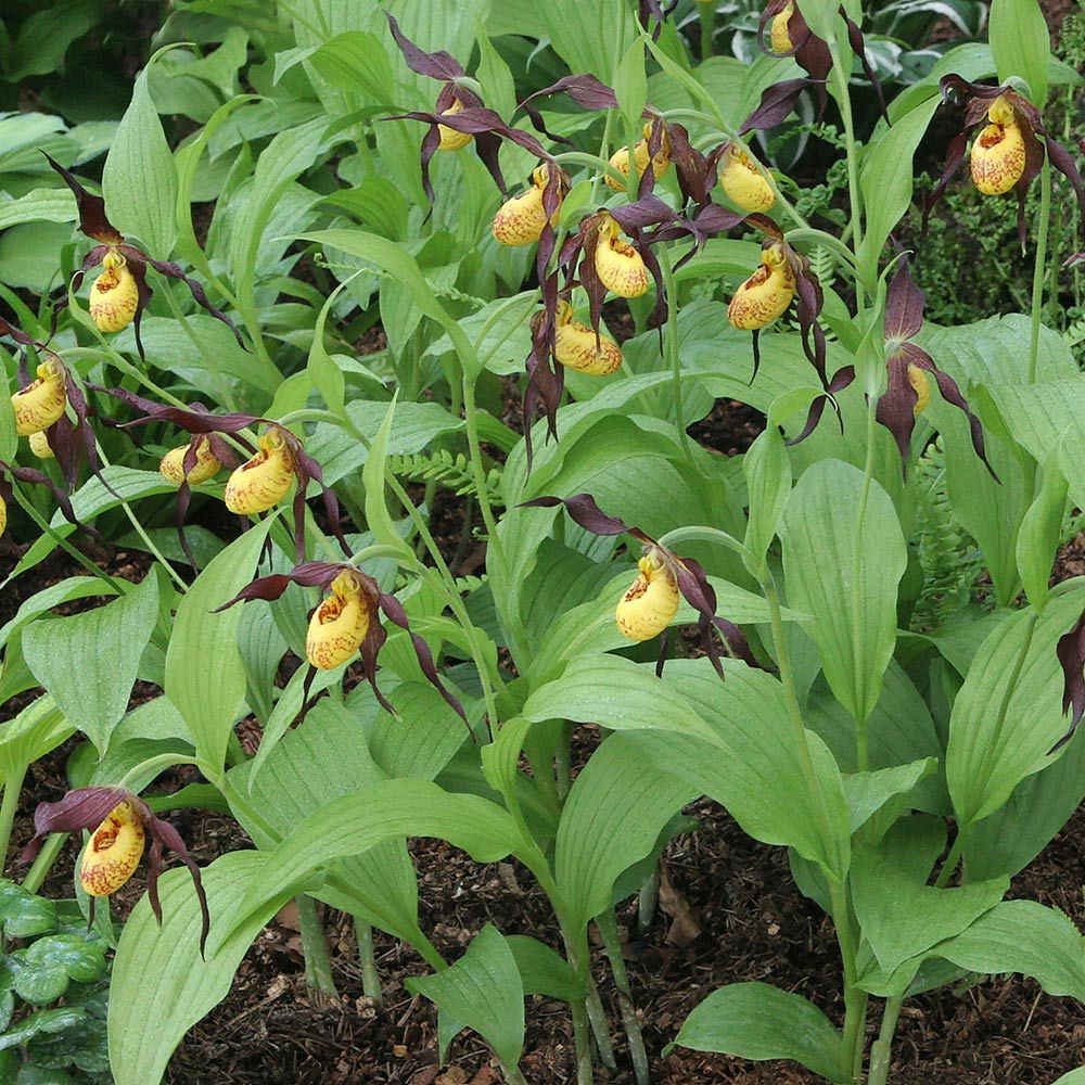 Cypripedium Chauncey | White Flower Farm