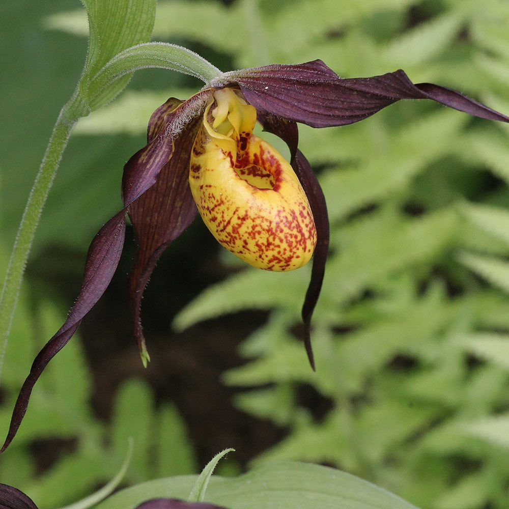 Cypripedium Chauncey | White Flower Farm