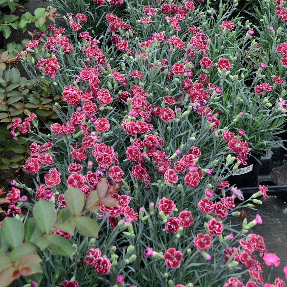 Dianthus Fruit Punch® 'Black Cherry Frost' | White Flower Farm