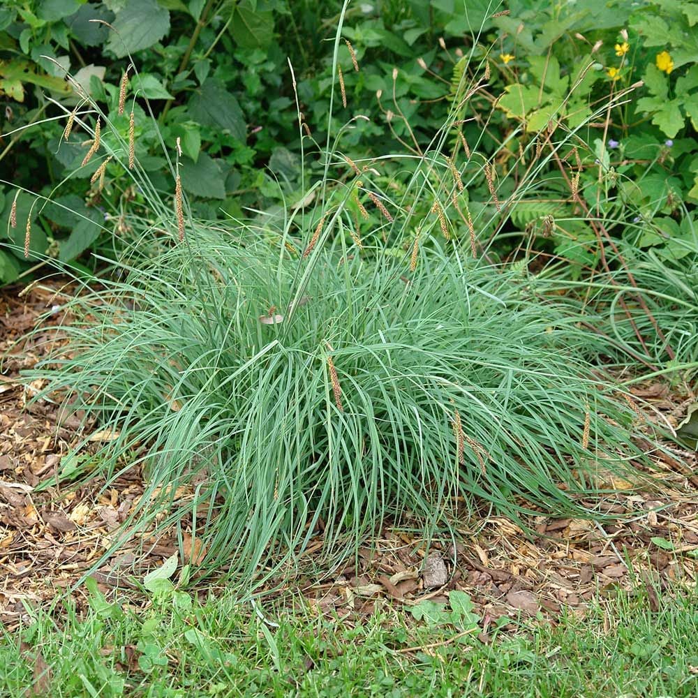 Carex flacca 'Blue Zinger' | White Flower Farm