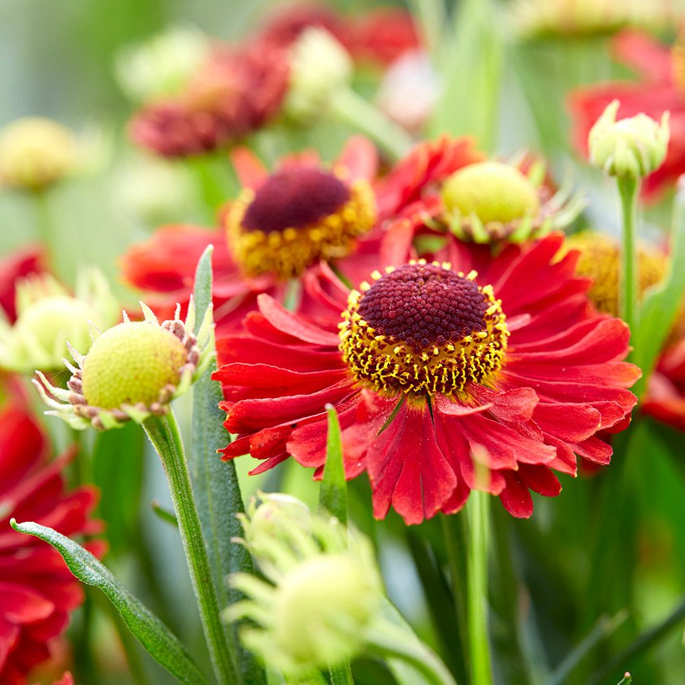 Helenium autumnale Mariachi™ Ranchera | White Flower Farm