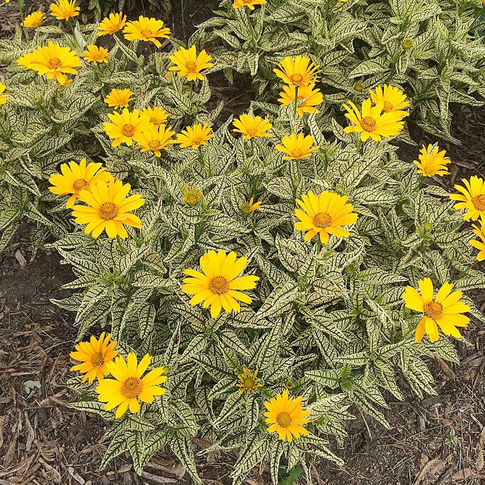 Heliopsis helianthoides Sunstruck | White Flower Farm