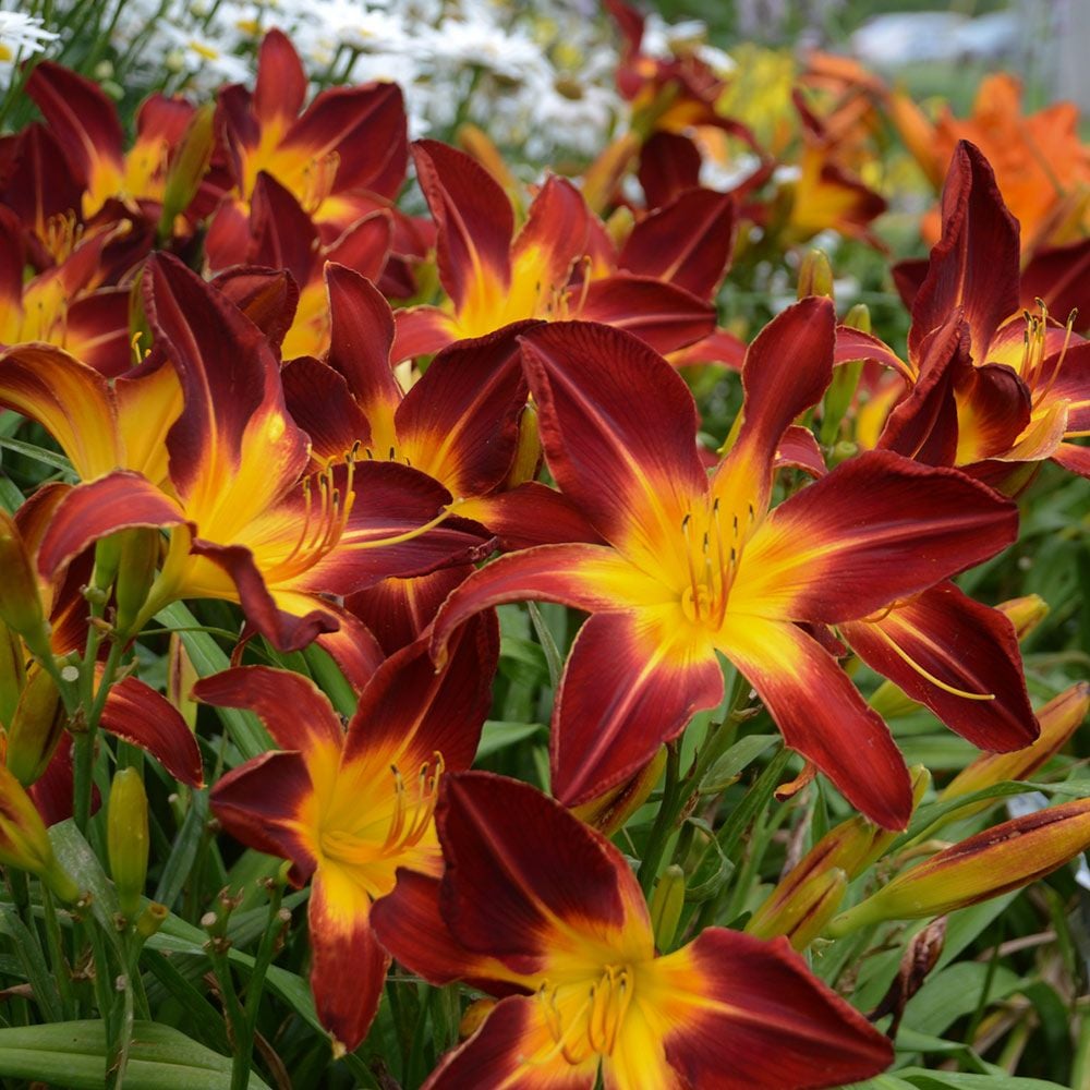 Hemerocallis Rainbow Rhythm® 'Ruby Spider' | White Flower Farm