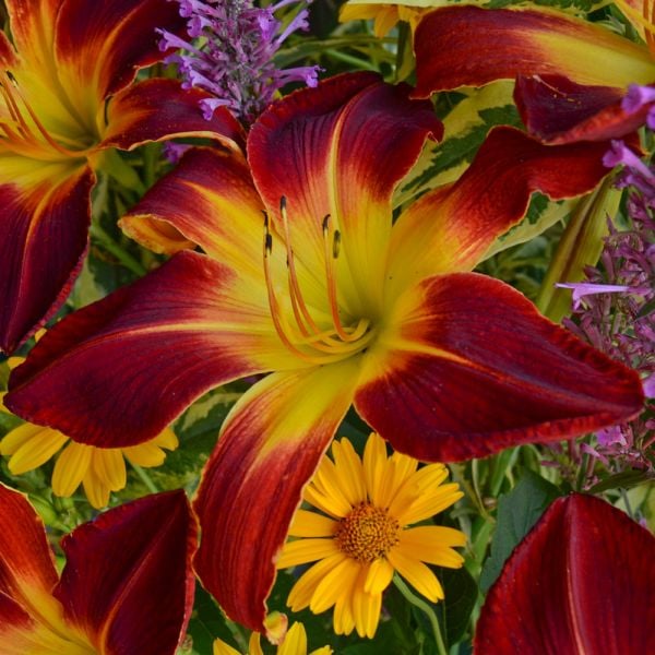 Hemerocallis Rainbow Rhythm® 'Ruby Spider' | White Flower Farm