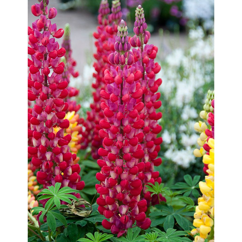 Lupinus Red Rum | White Flower Farm