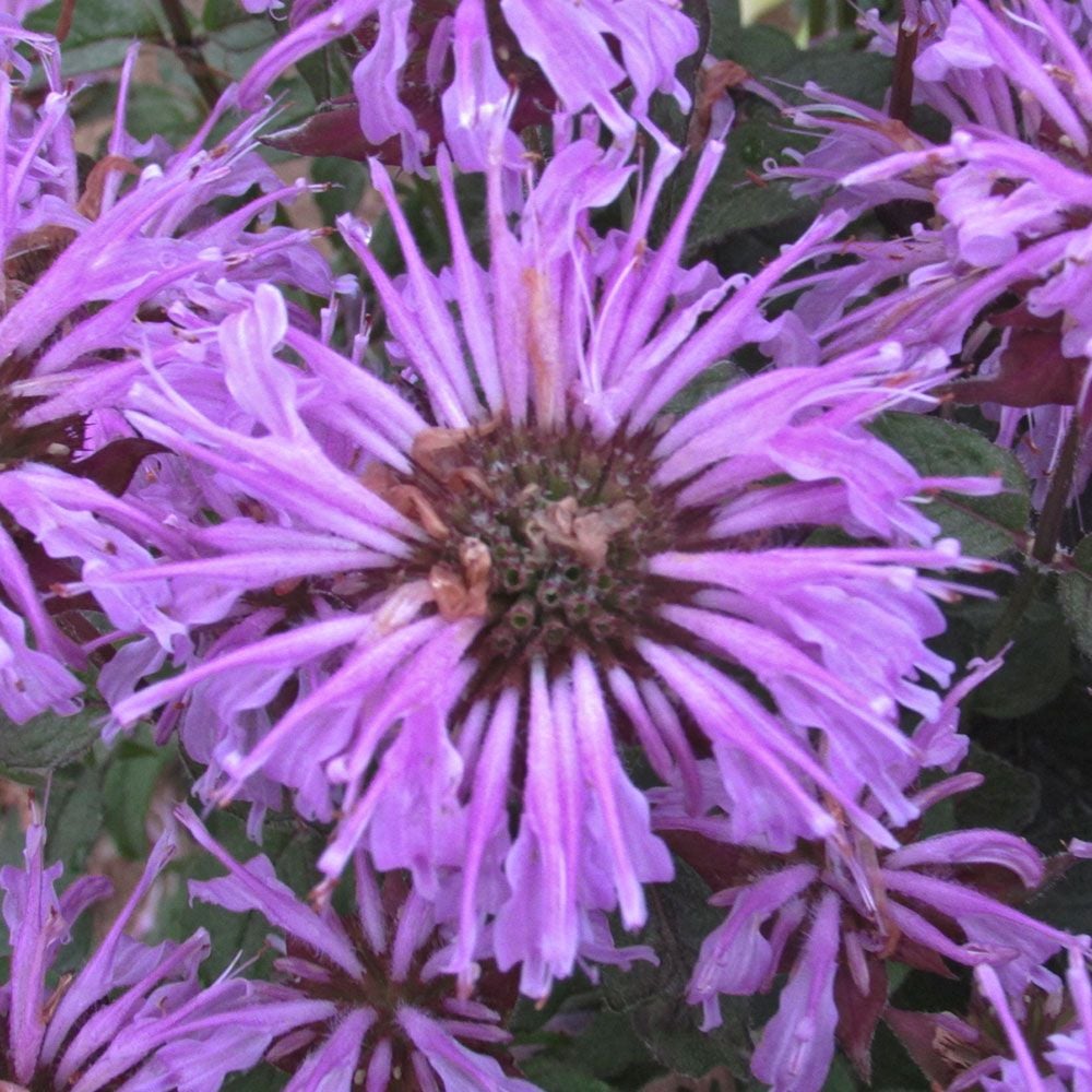 Monarda Sugar Buzz® 'Blue Moon' | White Flower Farm