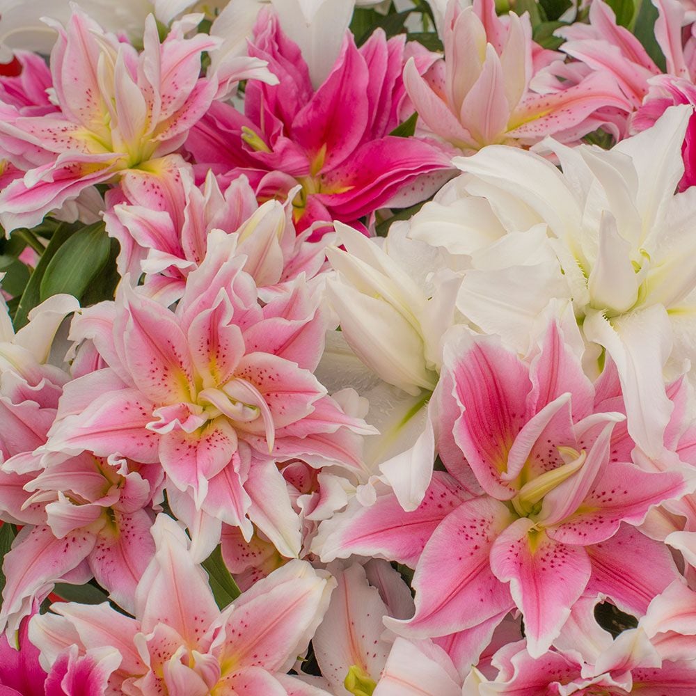 Summer Magic Roselily Mix | White Flower Farm