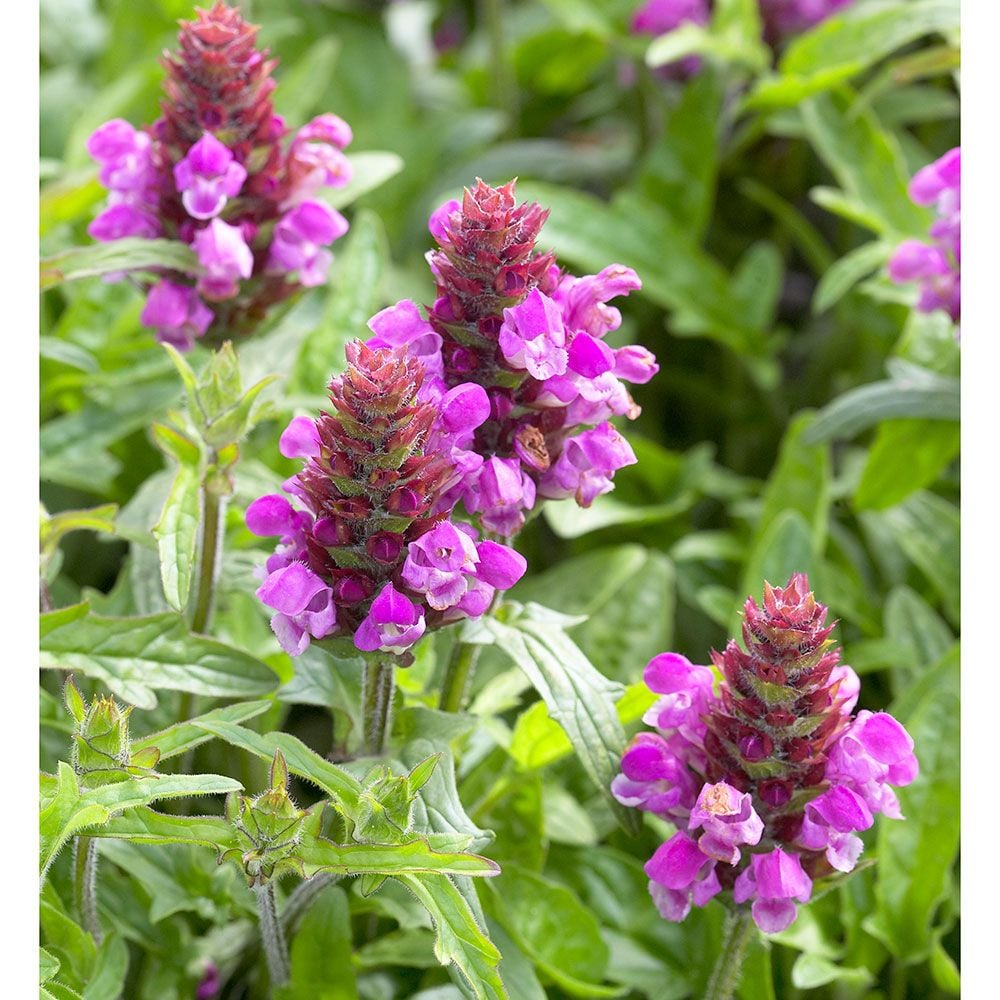 Prunella Summer Daze | White Flower Farm