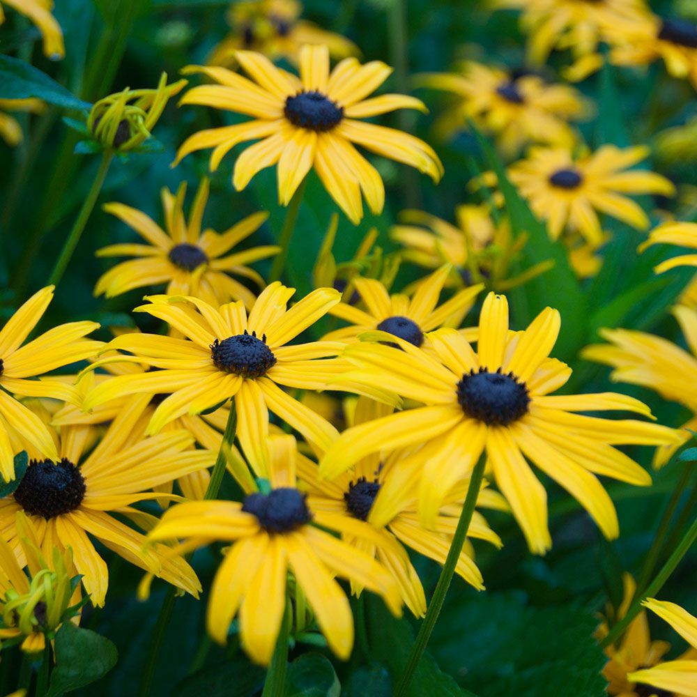 Rudbeckia fulgida Early Bird Gold | White Flower Farm