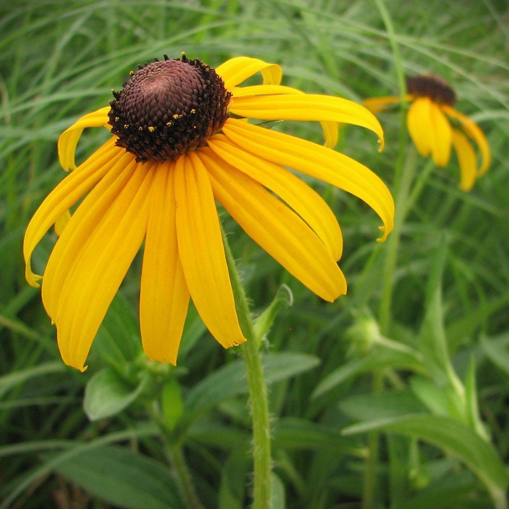Rudbeckia fulgida Early Bird Gold | White Flower Farm