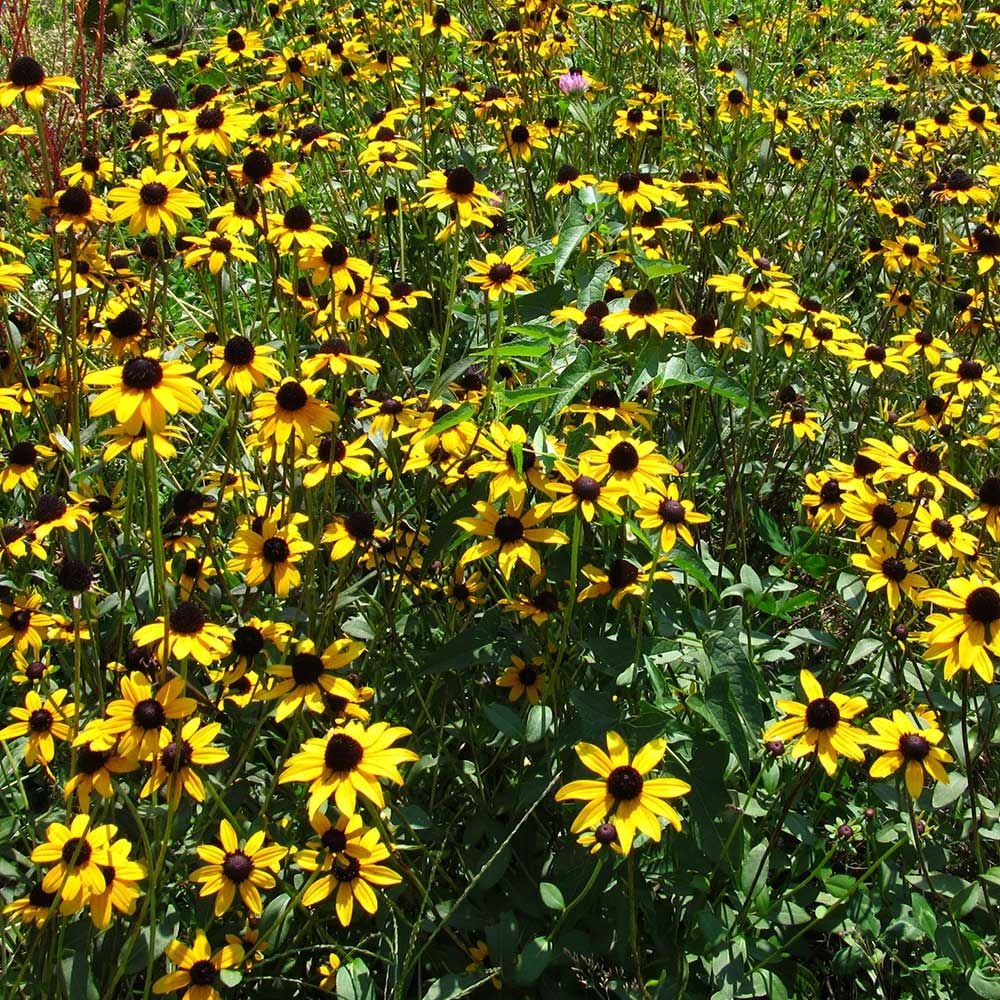 Rudbeckia fulgida var. fulgida | White Flower Farm
