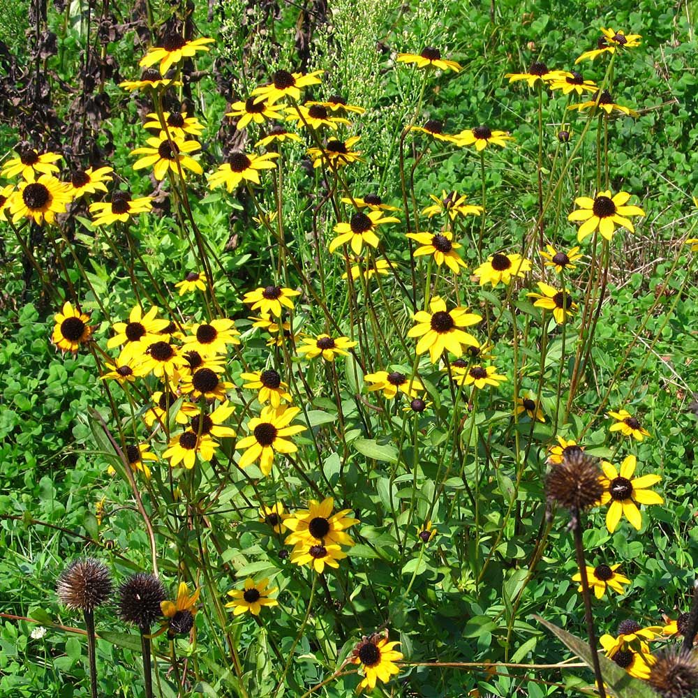 Rudbeckia fulgida var. fulgida | White Flower Farm