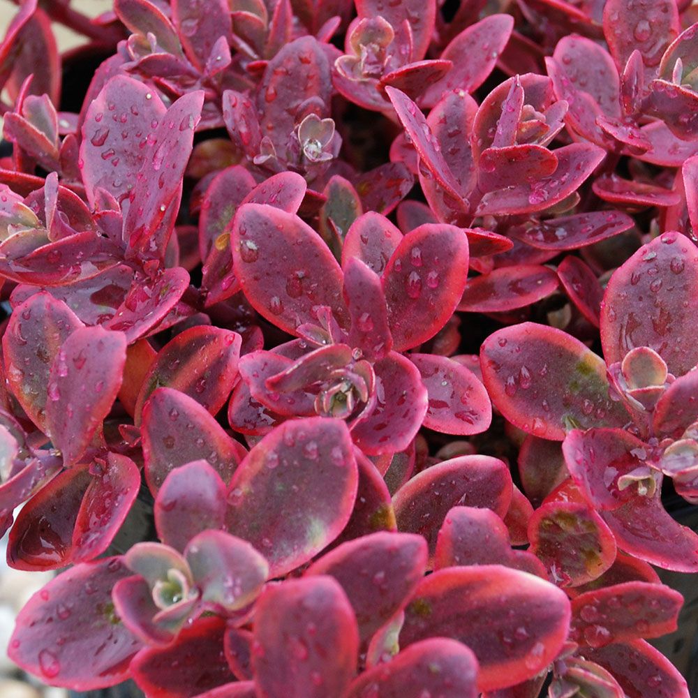 Sedum SunSparkler® 'Wildfire' | White Flower Farm