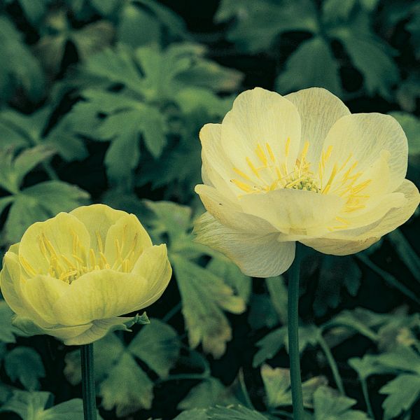 Trollius x cultorum 'Alabaster' | White Flower Farm