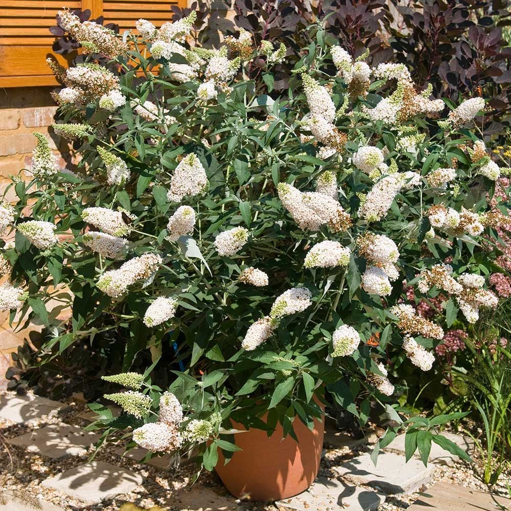 Buddleia davidii Buzz™ Ivory | White Flower Farm