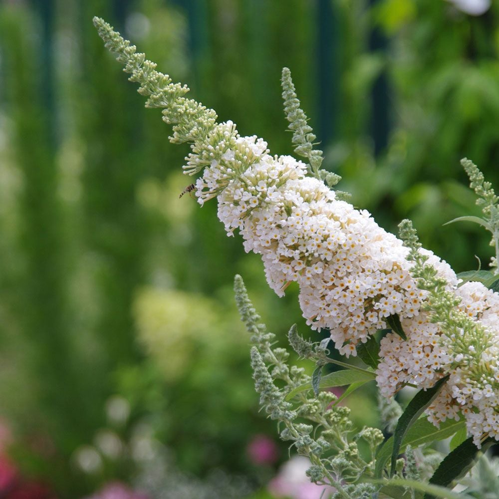 Buddleia davidii Buzz™ Ivory | White Flower Farm