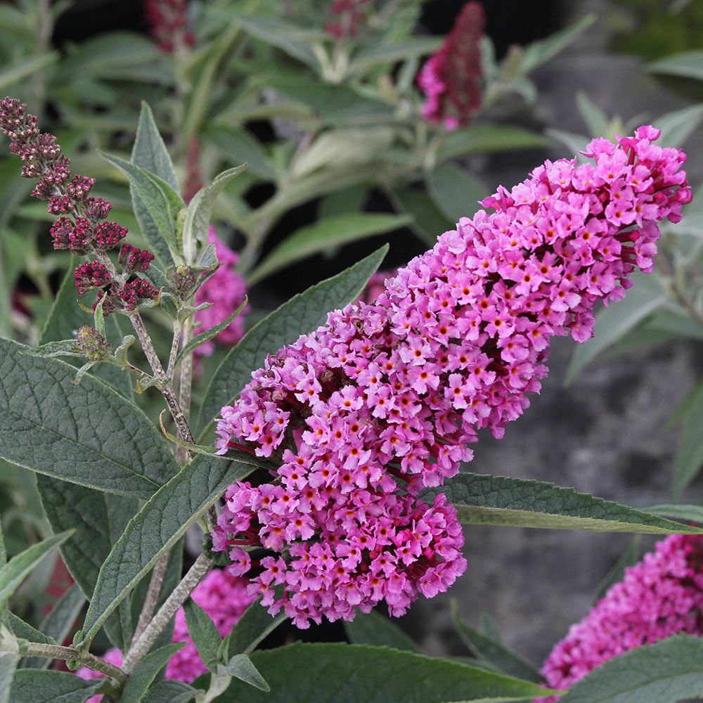 Buddleia davidii Buzz™ 'Soft Pink' | White Flower Farm