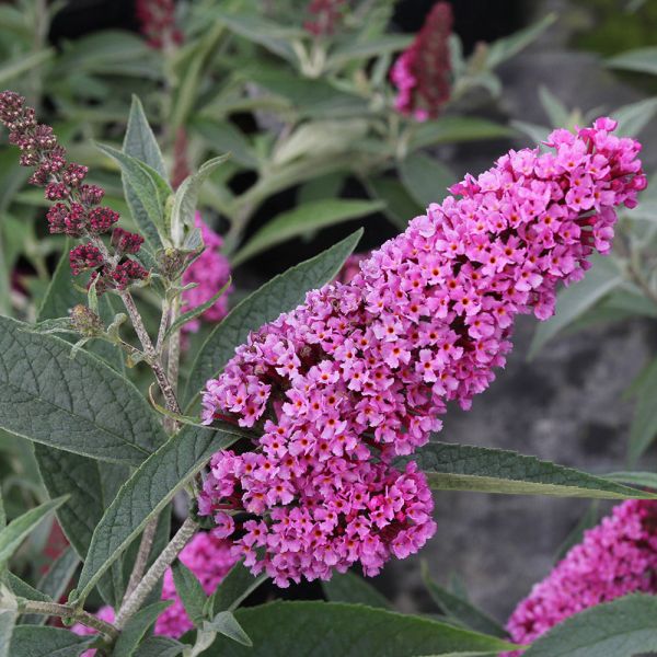Buddleia davidii Buzz™ 'Soft Pink' | White Flower Farm