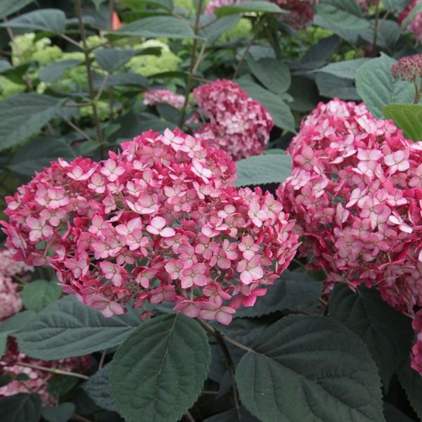 Hydrangea arborescens Invincibelle® Ruby | White Flower Farm