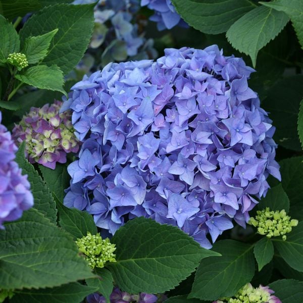 Hydrangea macrophylla Let's Dance® Rhythmic Blue® | White Flower Farm