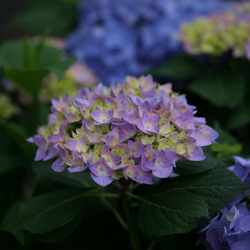 Hydrangea macrophylla Let's Dance® Rhythmic Blue® | White Flower Farm