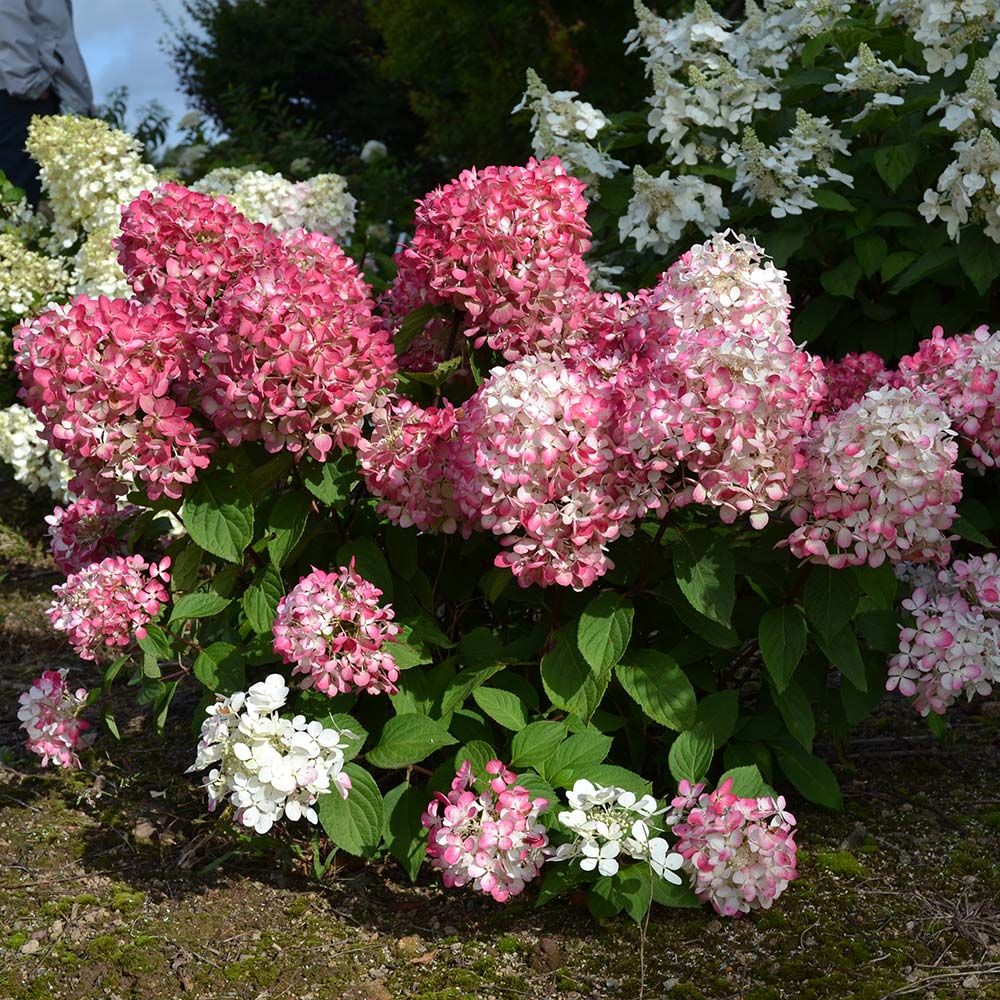 Hydrangea paniculata Diamond Rouge® | White Flower Farm