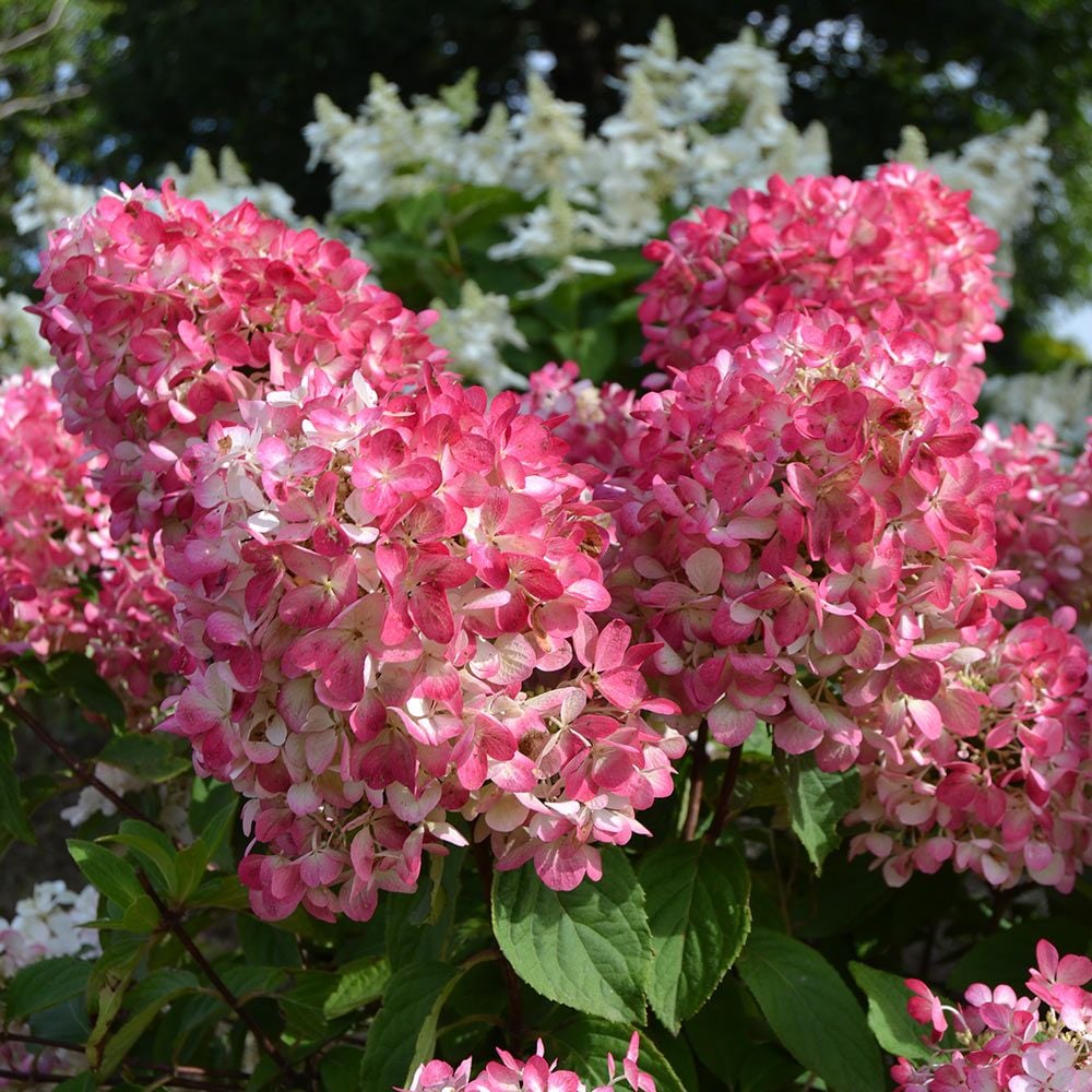 Hydrangea paniculata Diamond Rouge® | White Flower Farm