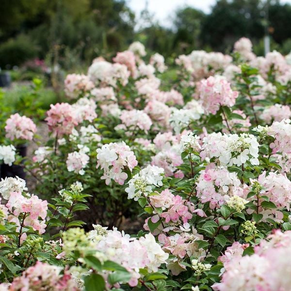 Hydrangea paniculata Diamond Rouge® | White Flower Farm