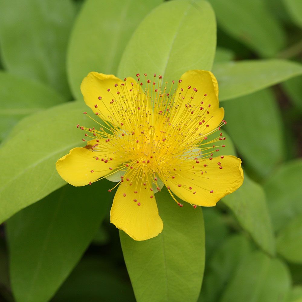Hypericum calycinum Golden Rule® | White Flower Farm